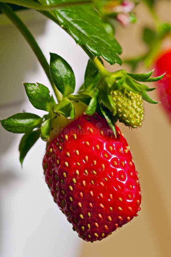 Red strawberry stock photo. Image of juicy, organic, earth - 23992652