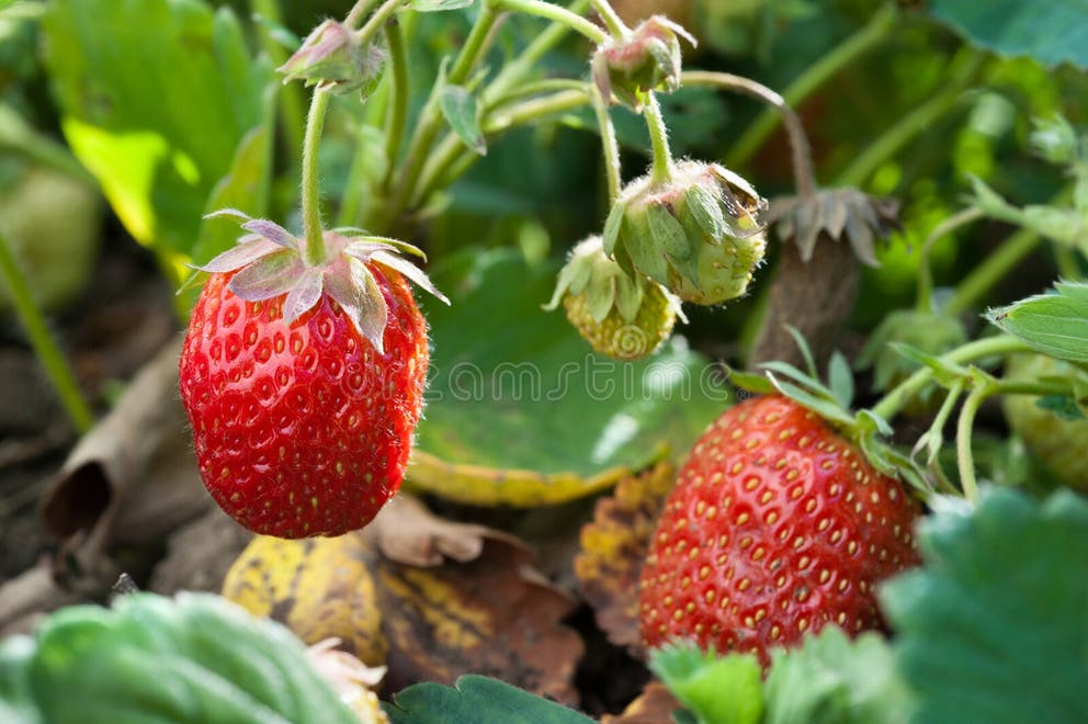 Red strawberry stock photo. Image of ripe, macro, grass - 25092902