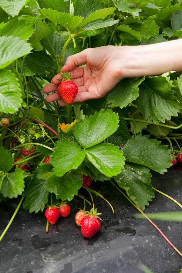 Red strawberry stock image. Image of colored, color, berry - 25153841