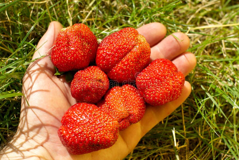 Red strawberry stock image. Image of hand, bright, delicious - 5643071