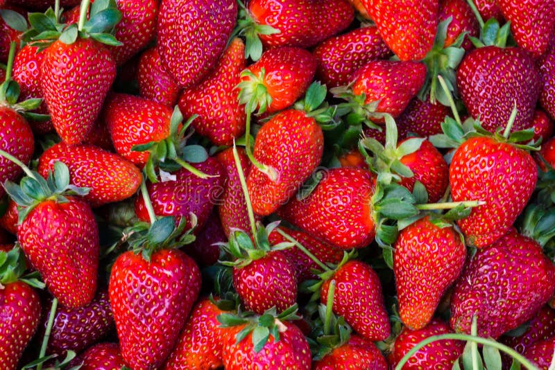Red Strawberry. Background Wallpaper Food Stock Photo - Image of ...
