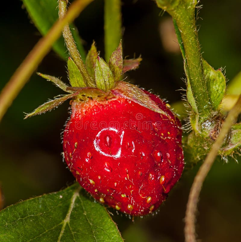 Red strawberry stock photo. Image of freshness, eating - 85401554
