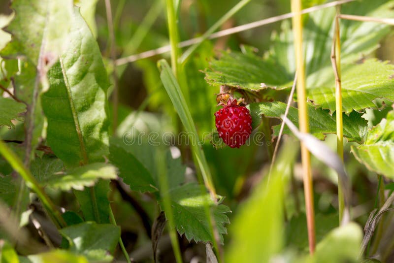 Red Strawberry Berry Growing among Grass Stock Image - Image of harvest ...