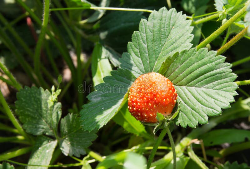 Red strawberry on a branch stock photo. Image of fruit - 55687782