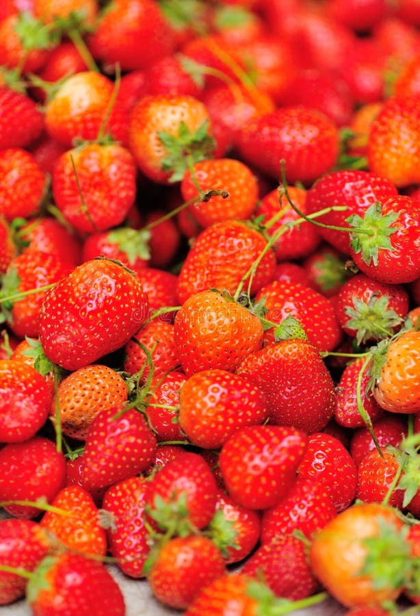 Red strawberry stock photo. Image of plant, market, farm - 32672168