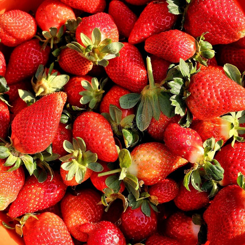 Red Strawberry Farm Handpicked Juicy Fruit Stock Image - Image of juicy ...