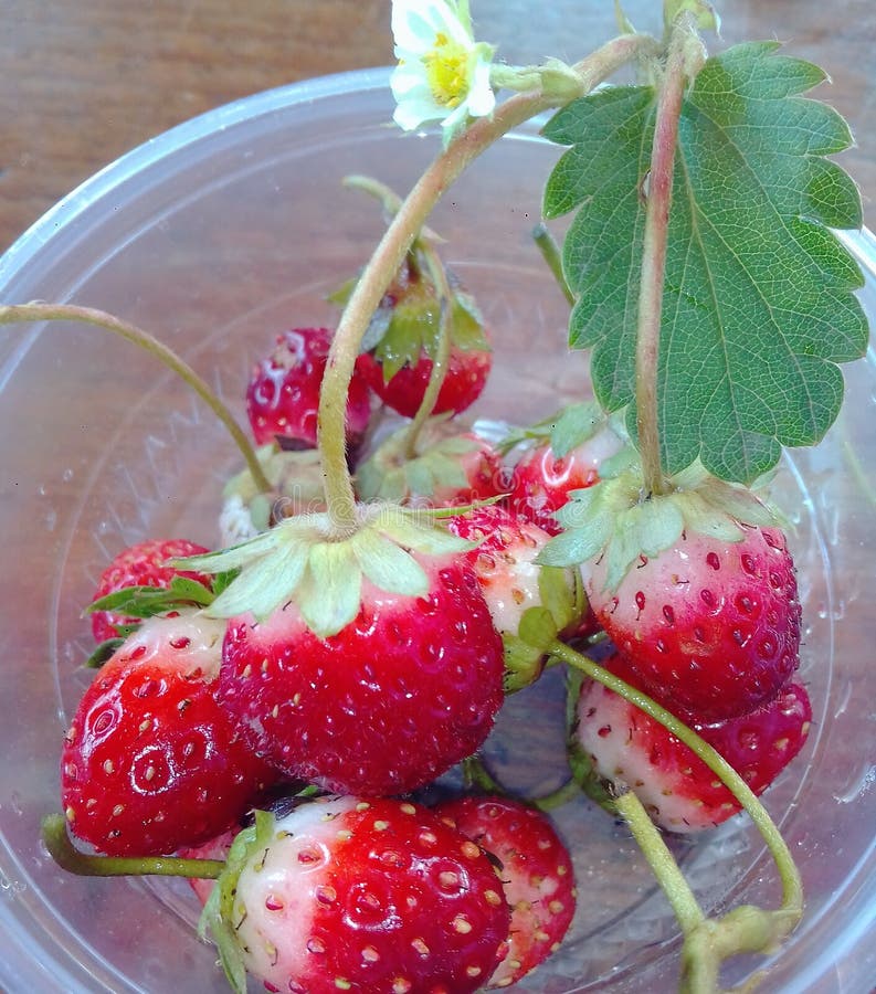 Strawberry stock image. Image of leaf, delicious, strawberry - 105003039