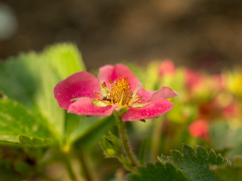 Red Strawberry Flowers. Strawberry Inflorescences Stock Photo - Image ...
