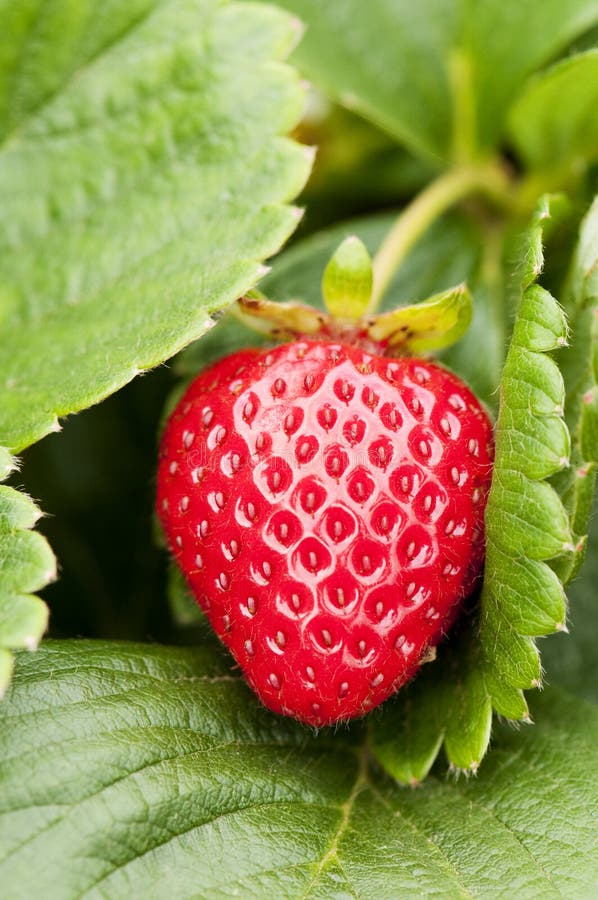 Red strawberry stock image. Image of fruit, plant, green - 43304211