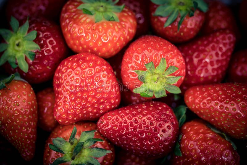 Red strawberry fruits stock image. Image of organic - 219879241