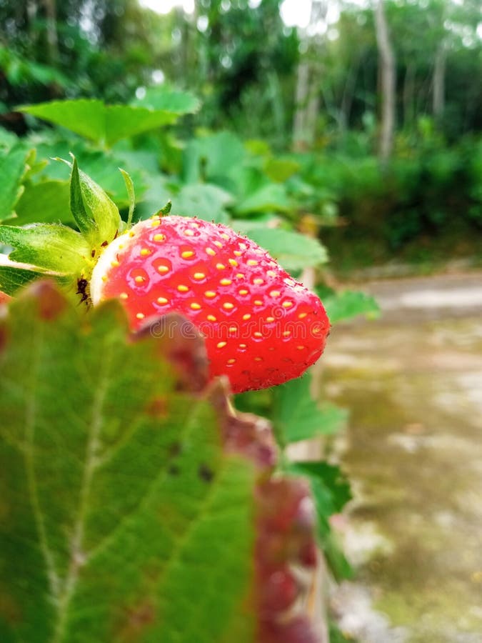 Red Strawberry stock photo. Image of garden, fruits - 260625572