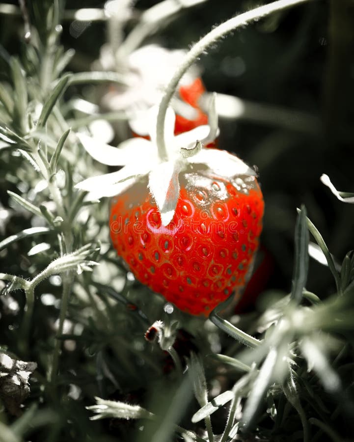 The Red Strawberry in the Garden, Fruits Fruit Stock Photo - Image of ...