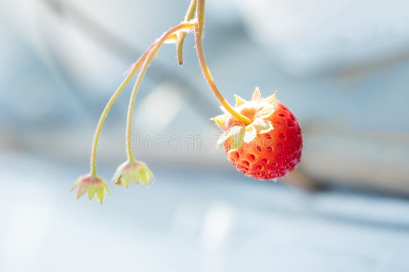 Small Red Strawberry Plant with Sunlight Stock Photo - Image of growing ...
