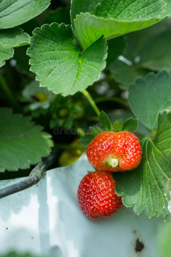 Red Strawberry on Strawberry Plant Stock Image - Image of growth ...