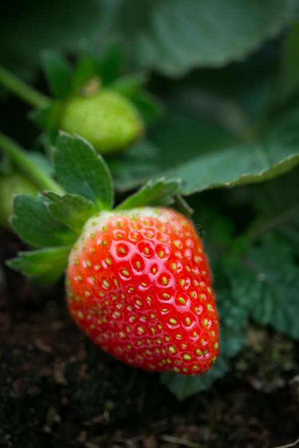 Red Strawberry on Strawberry Plant Stock Image - Image of fruit ...