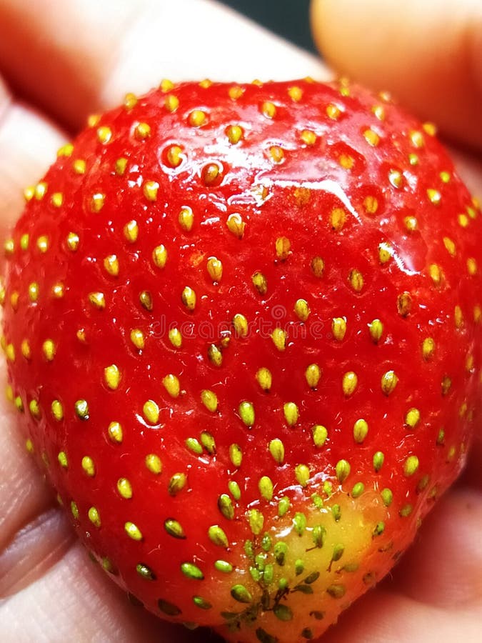 Red Strawberry with Yellow Seeds on Hand Stock Image - Image of seeds ...
