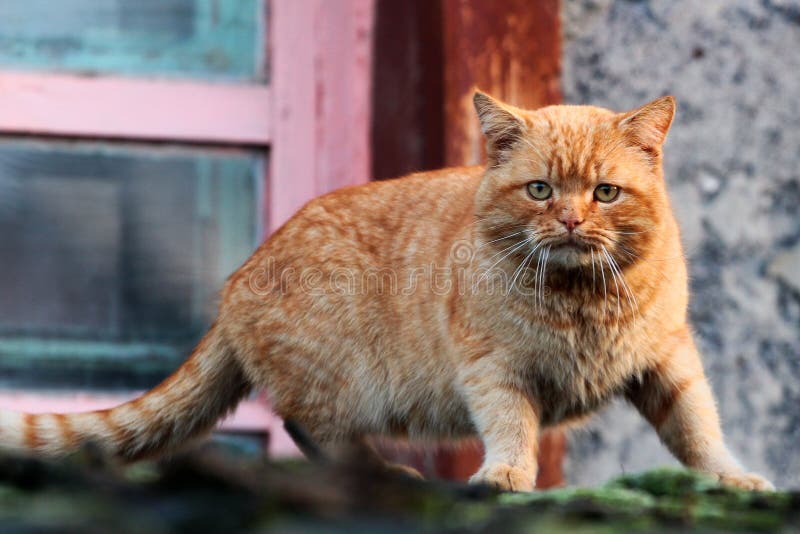 Red cat on alert stock photo. Image of serious, close - 113685826