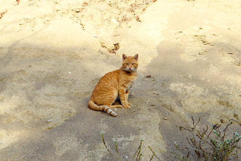 A Red Stray Cat Looks Directly into the Camera at a Rise in the Sand ...