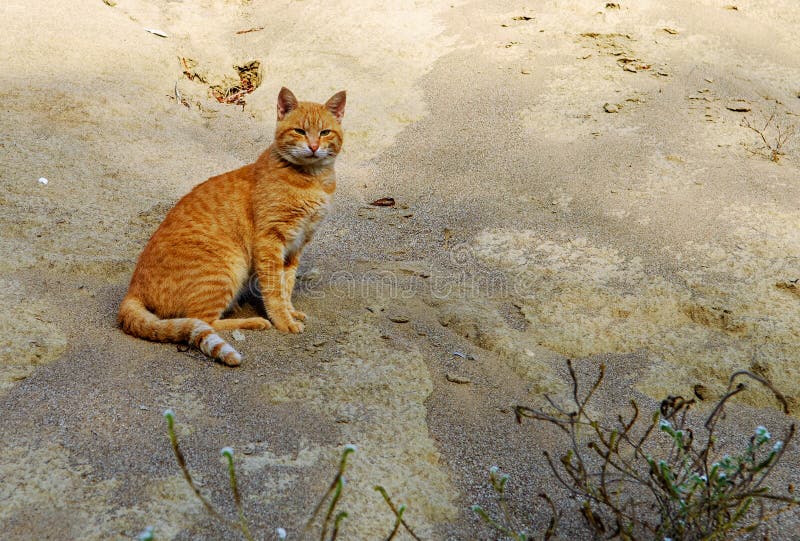 A Red Stray Cat Looks Directly into the Camera at a Rise in the Sand ...