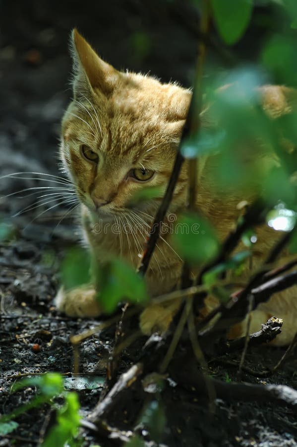 Red stray cat outdoors stock photo. Image of domestic - 168725330