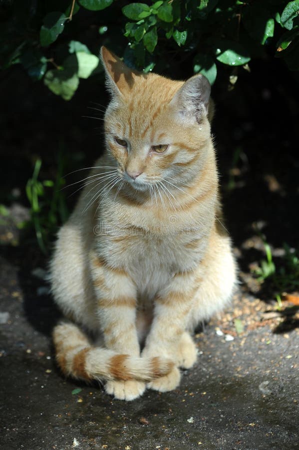 Red stray cat outdoors stock photo. Image of leisure - 168725314