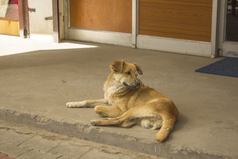 A Red Stray Dog Lying on the Street Sidewalk Stock Image - Image of ...
