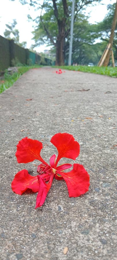 The Red Stray Flower on the Sidewalk Stock Image - Image of flower ...