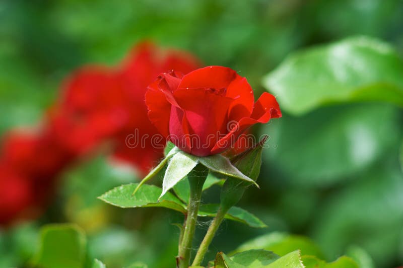Red street roses stock image. Image of celebrate, depth - 931971
