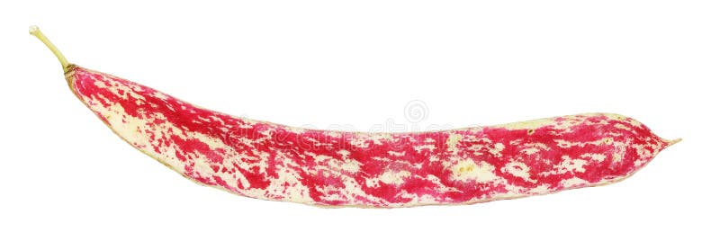 Red string bean stock photo. Image of fresh, white, yardlong - 80268306