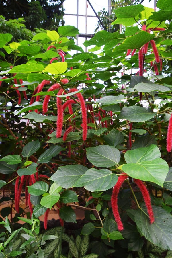 Chenille plant stock image. Image of evergreen, string - 110983445