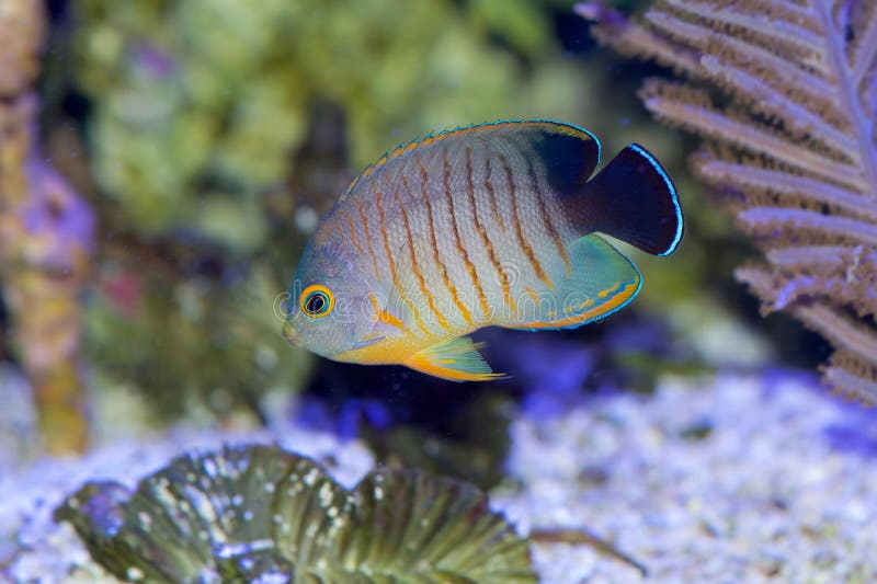 Red Stripe, or Eibli Pygmy Angelfish (Centropyge Eibli) Stock Image ...