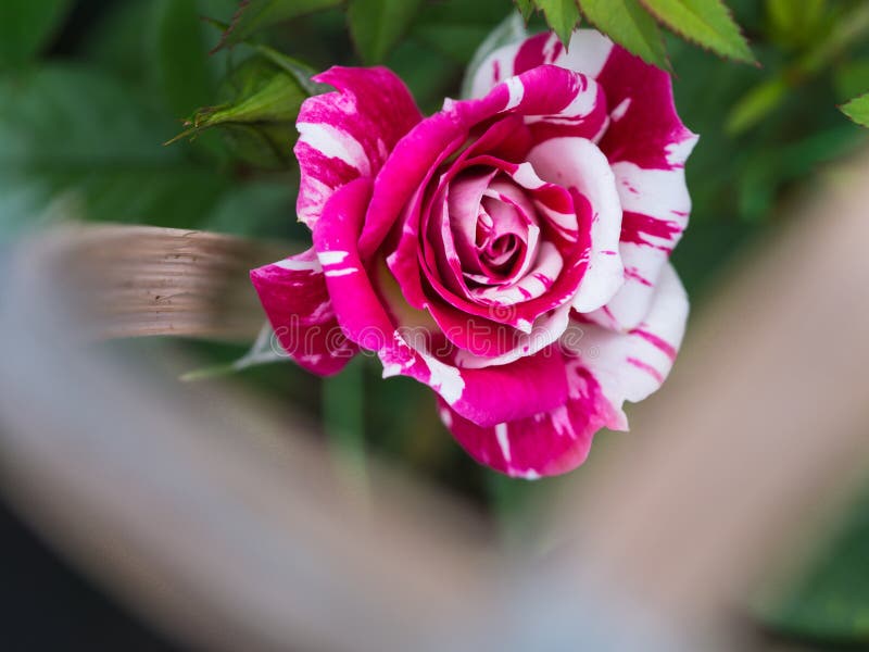 1,896 Ivy Rose Photos - Free & Royalty-Free Stock Photos from Dreamstime