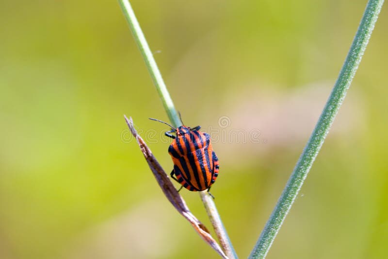 Red striped beetle stock photo. Image of insect, macro - 15466730