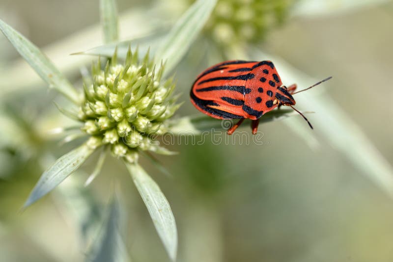 Red striped bug on thistle stock photo. Image of black - 39057798
