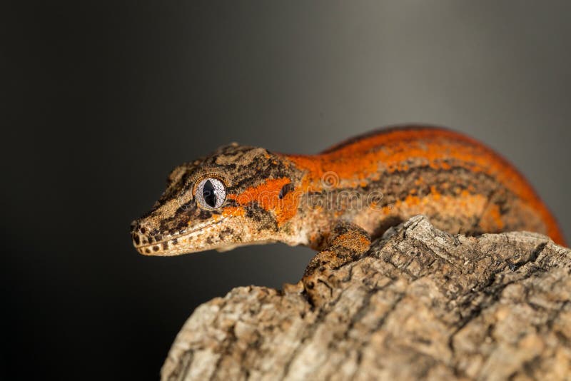 Red Striped Gargoyle Gecko Tree Trunk Stock Photos - Free & Royalty ...