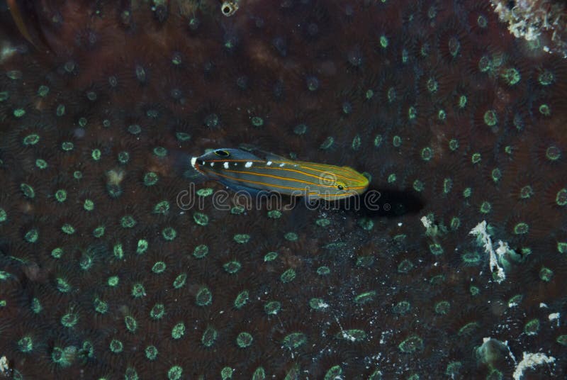 Red-Striped Goby Amblygobius Rainfordi Stock Image - Image of coral ...