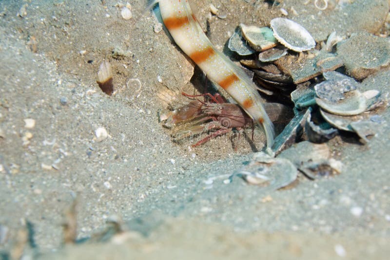 Red-striped goby shrimp stock photo. Image of underwater - 7444342