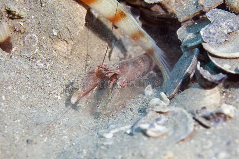 820 Striped Shrimp Stock Photos - Free & Royalty-Free Stock Photos from ...