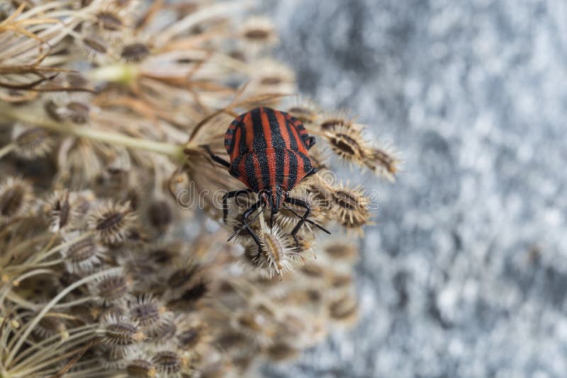 Red Striped Graphosoma Lineatum/Graphosoma Semipunctatum Stock Photo ...
