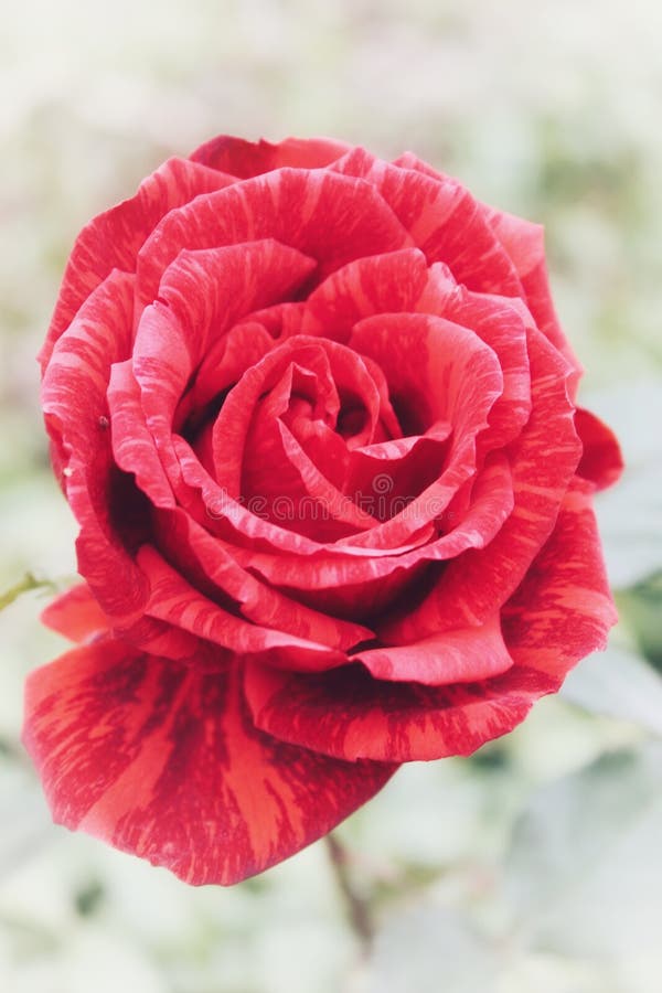 Red striped rose stock image. Image of striped, pink - 235513955