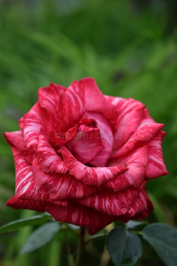 Red Striped Rose on the Flowerbed Stock Image - Image of gardening ...