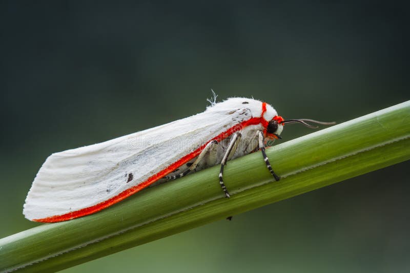 Red Stripped White Moth/lepidotera Perches on Green Stem Stock Image ...