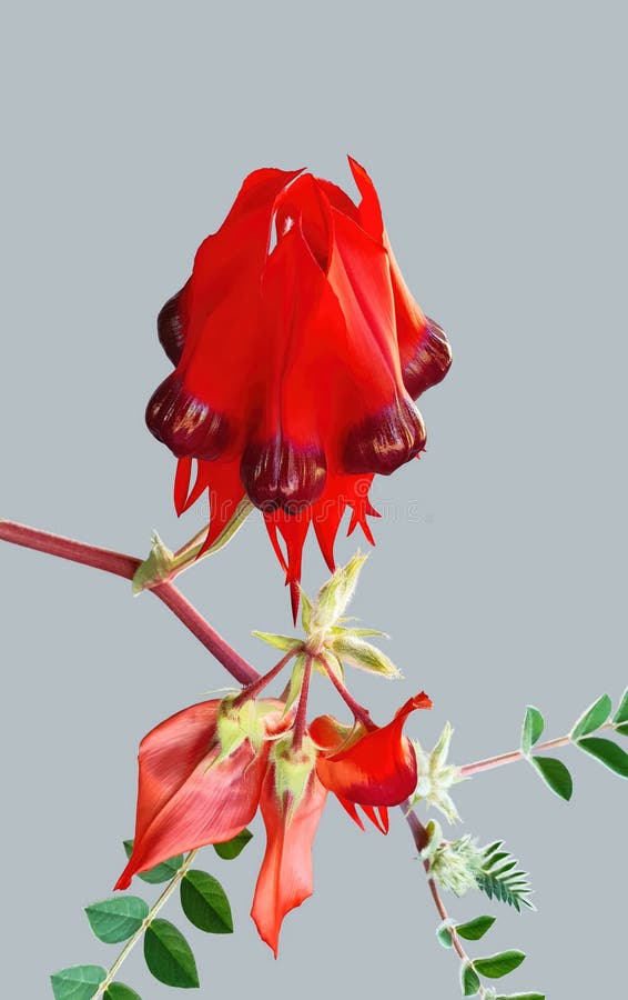 Red Stuart Pea Flower on Grey Background Stock Photo - Image of spring ...