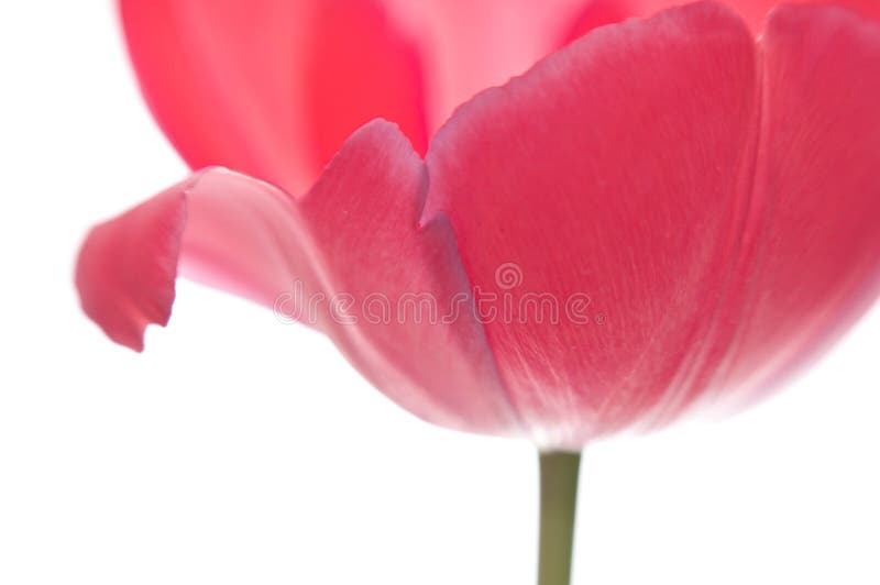 Red subtle tulip stock image. Image of subtle, flower - 16641249