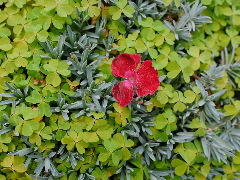 A Red Succulent Flower Growing among Oxalis Stock Photo - Image of ...