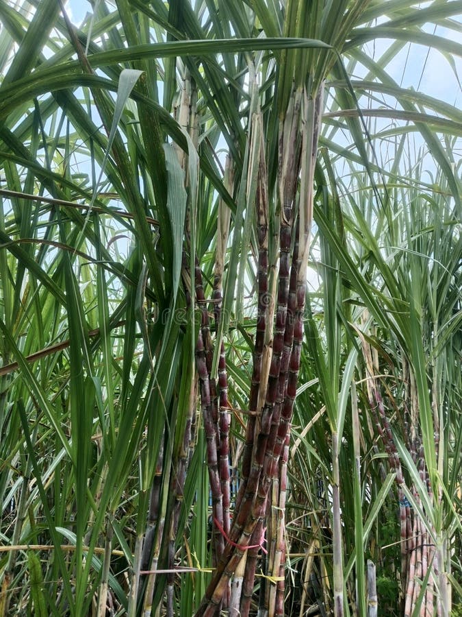 Red Sugar Cane Contains Anti-oxidant Compounds Stock Photo - Image of ...