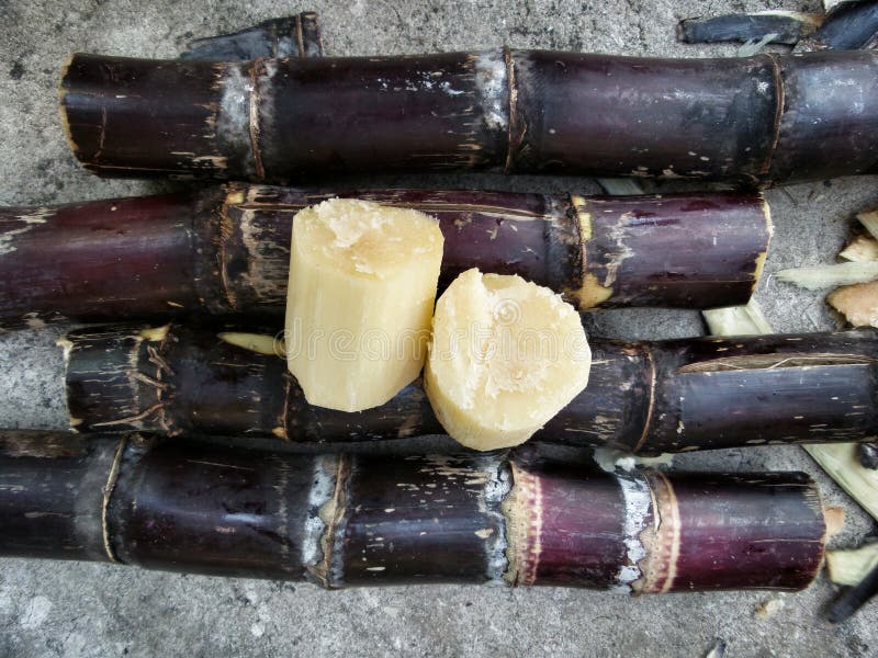 Red sugar cane stock photo. Image of plant, healthy, business - 35498422