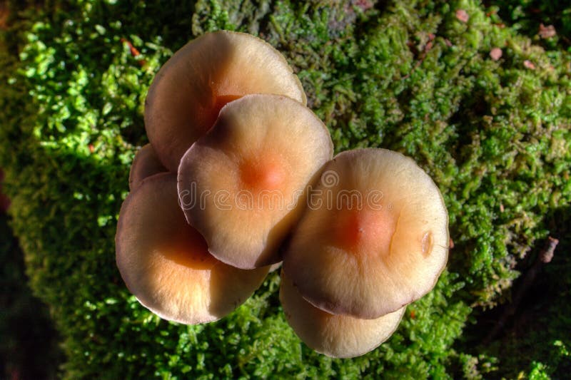 Red Sulfur Head on the Veluwe Stock Photo - Image of sulfur, head: 34751436