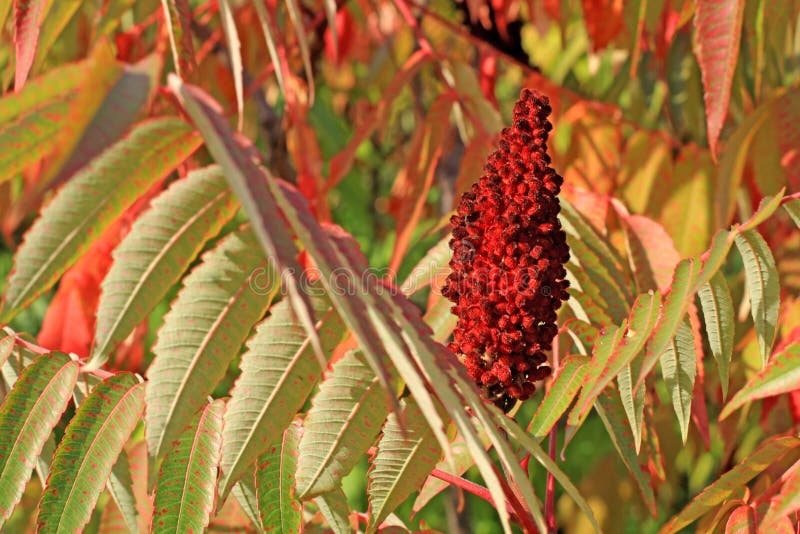 Sumac stock image. Image of seeds, colour, fuzzy, detail - 3394731