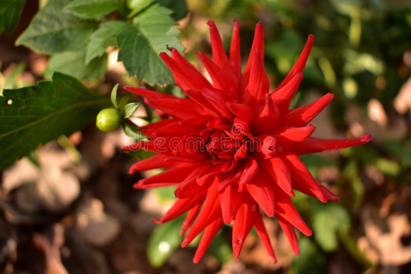 Beautiful Red Summer Flower Stock Image - Image of summer, fresh: 106672533
